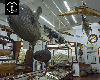 Home Museu do mar - Museu do Mar