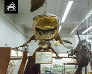 Home Museu do mar - Museu do Mar